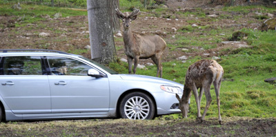 Volvo animal detection system | Easier